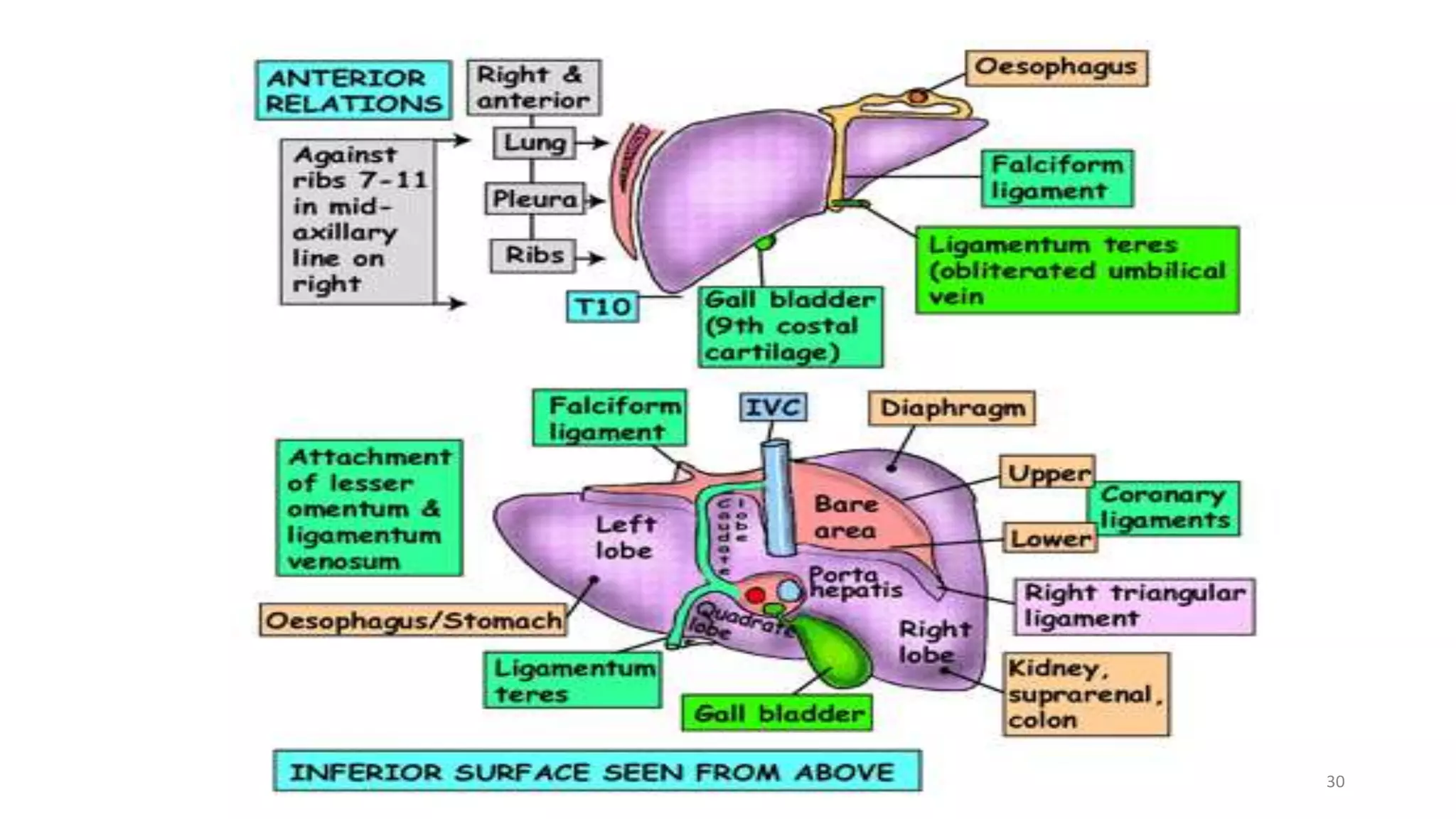 LIVER ANATOMY | PPTX