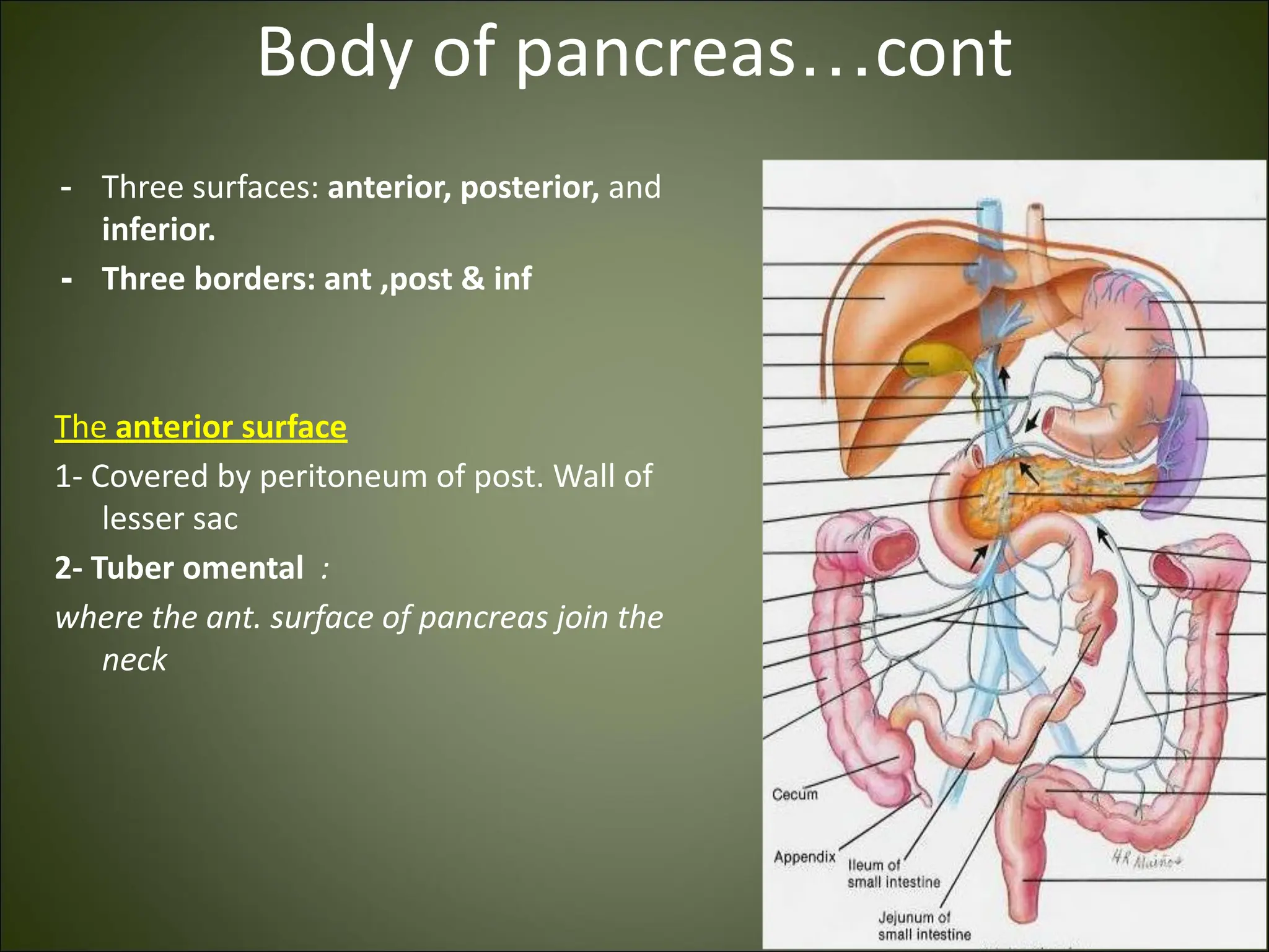 liver-pancreasspleen (1).ppt.pdf
