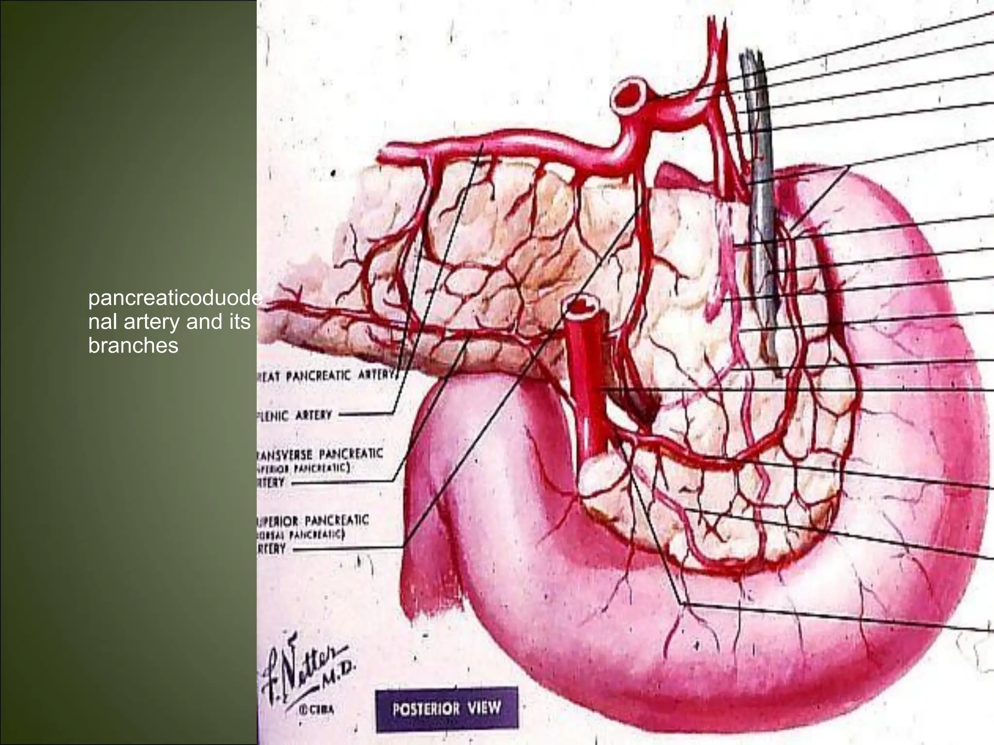liver-pancreasspleen (1).ppt.pdf