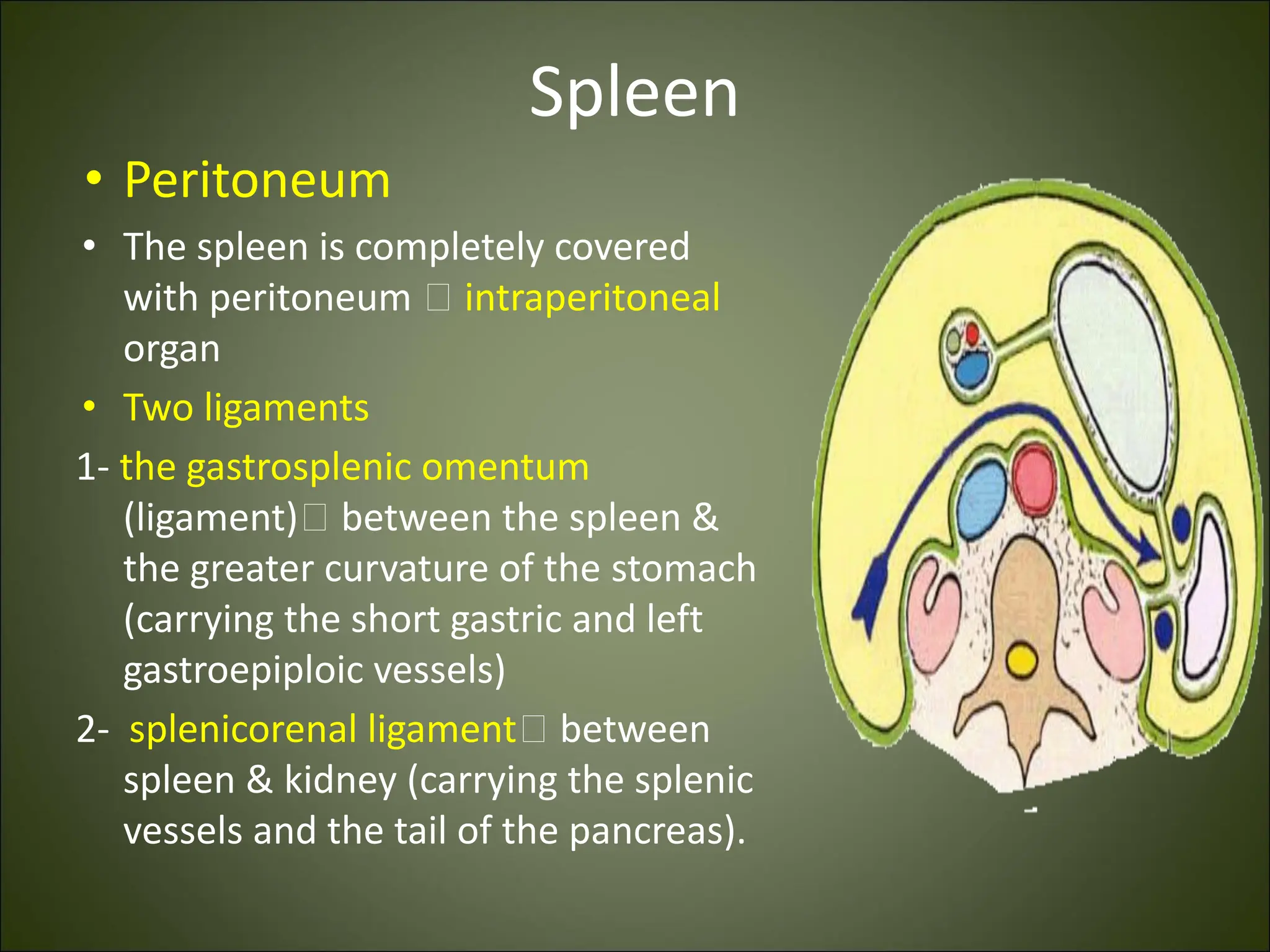 liver-pancreasspleen (1).ppt.pdf