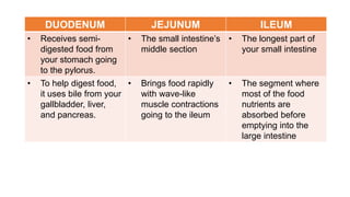 LIVER-STOMACH-INTESTINES.pptx