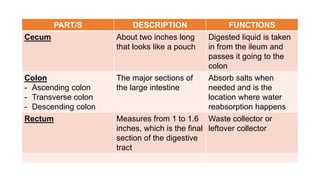 LIVER-STOMACH-INTESTINES.pptx