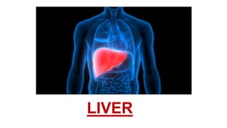 LIVER-STOMACH-INTESTINES.pptx