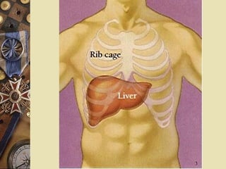 Liver trauma | PPT
