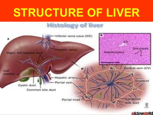 Liver 2