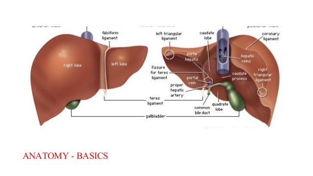Liver abscess
