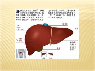 Liver aid | PPT