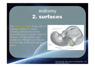 Liver trauma: Anatomy | PDF