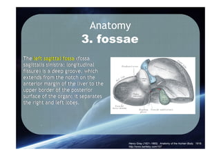 Liver trauma: Anatomy | PDF