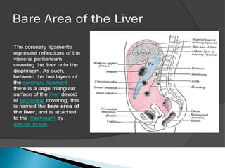 Liver anatomy | PPTX