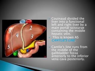 Liver anatomy | PPTX