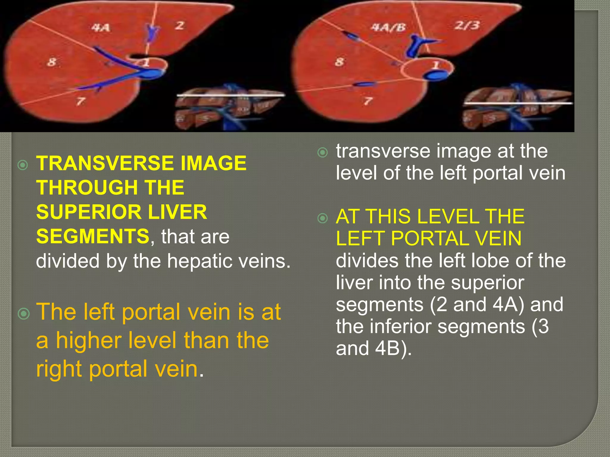 Liver anatomy | PPTX