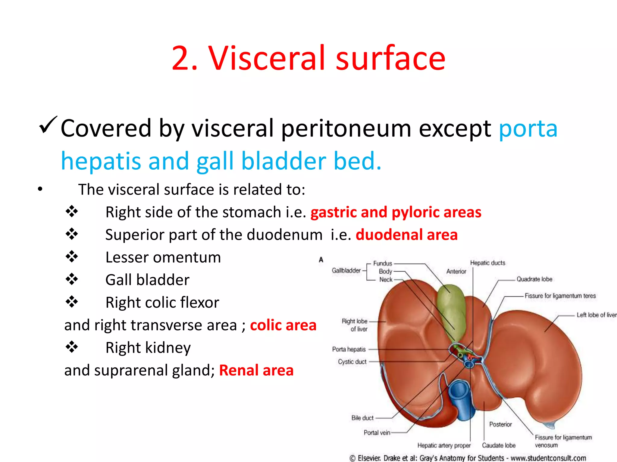 Liver anatomy | PPTX
