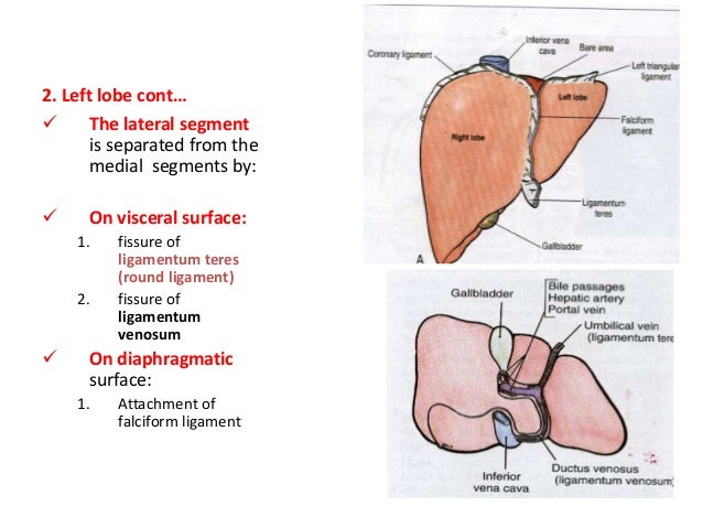 Liver anatomy
