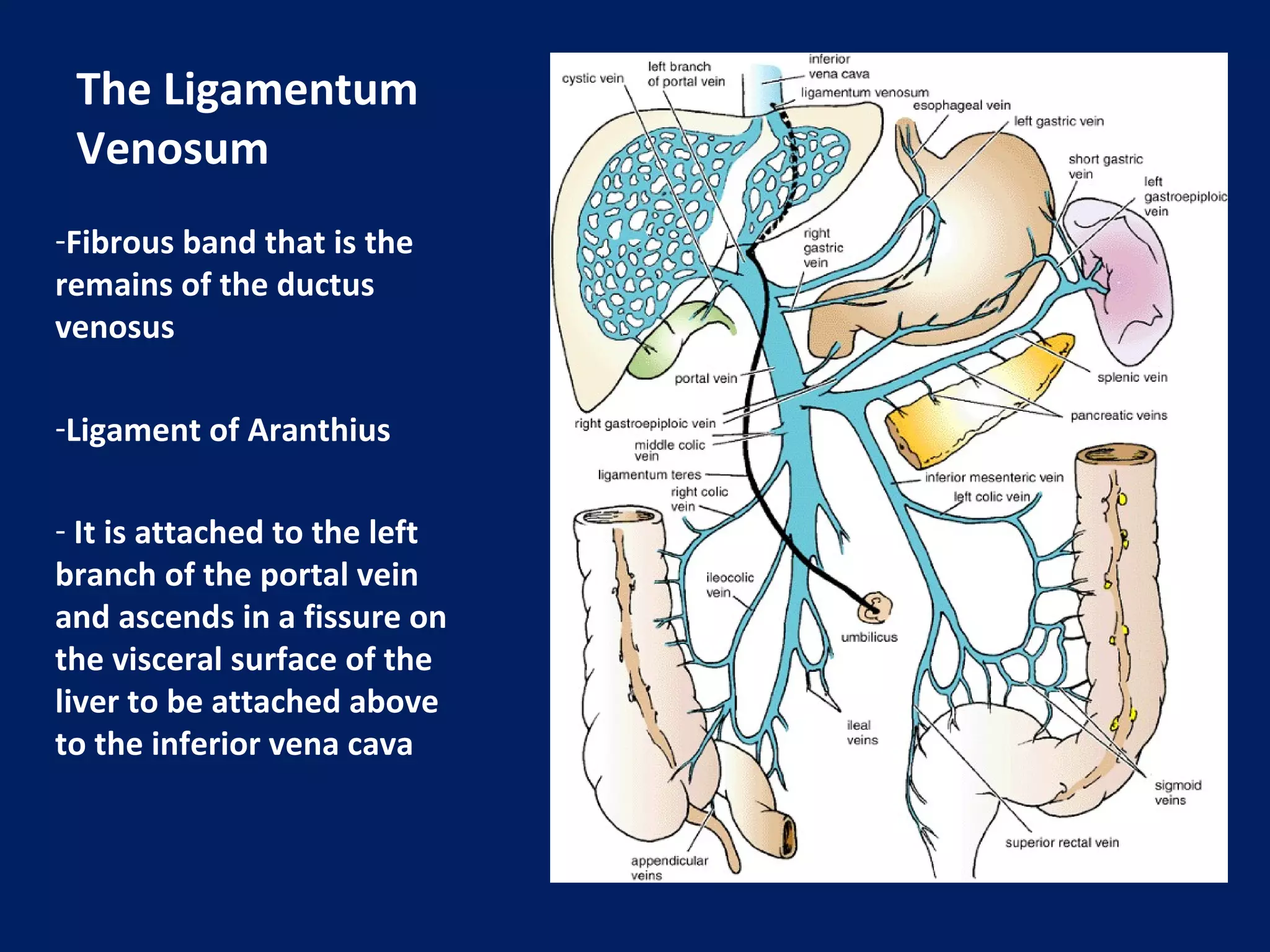 Surgical Anatomy of the Liver : Ηepatectomies - Dimitris P. Korkolis | PPT