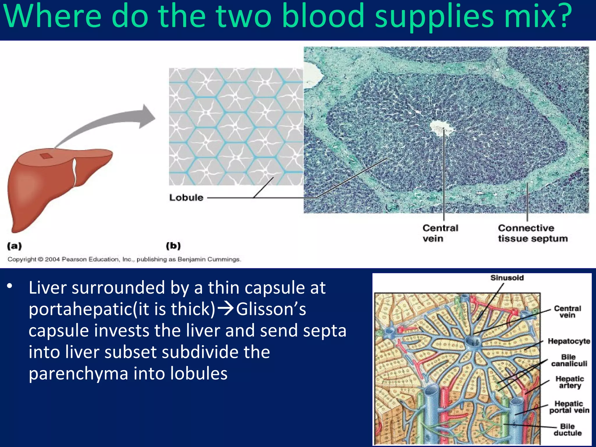 Surgical Anatomy of the Liver : Ηepatectomies - Dimitris P. Korkolis | PPT
