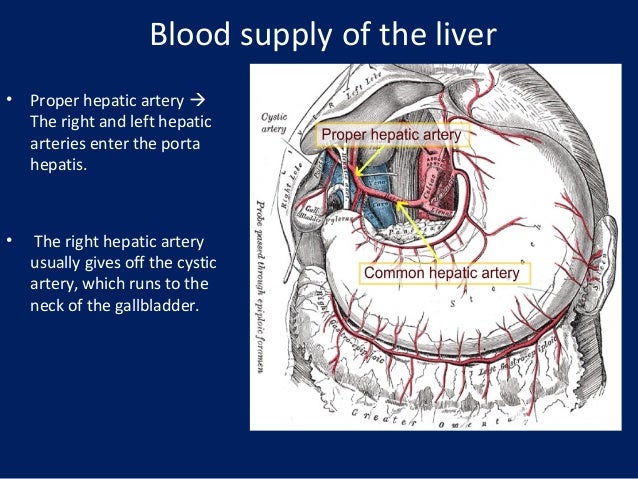 Vascular Anatomy Of Liver