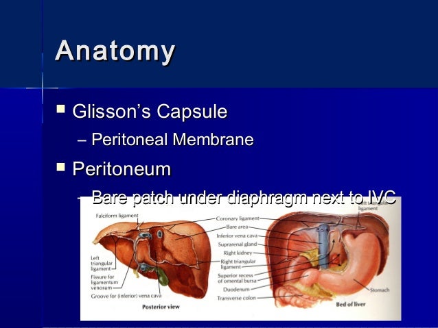 Surgical Anatomy of the Liver : Ηepatectomies - Dimitris P. Korkolis