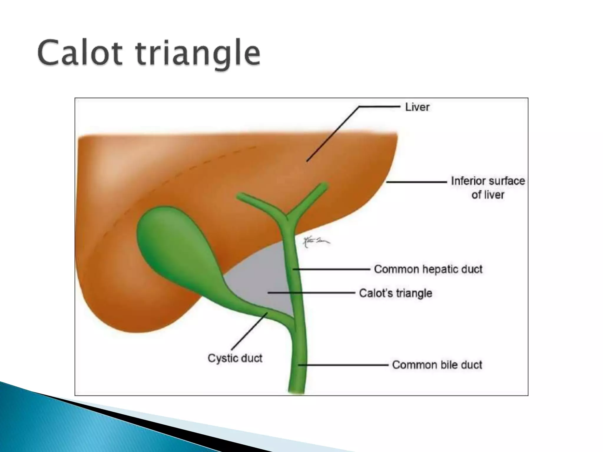 anatomy of liver | PPTX