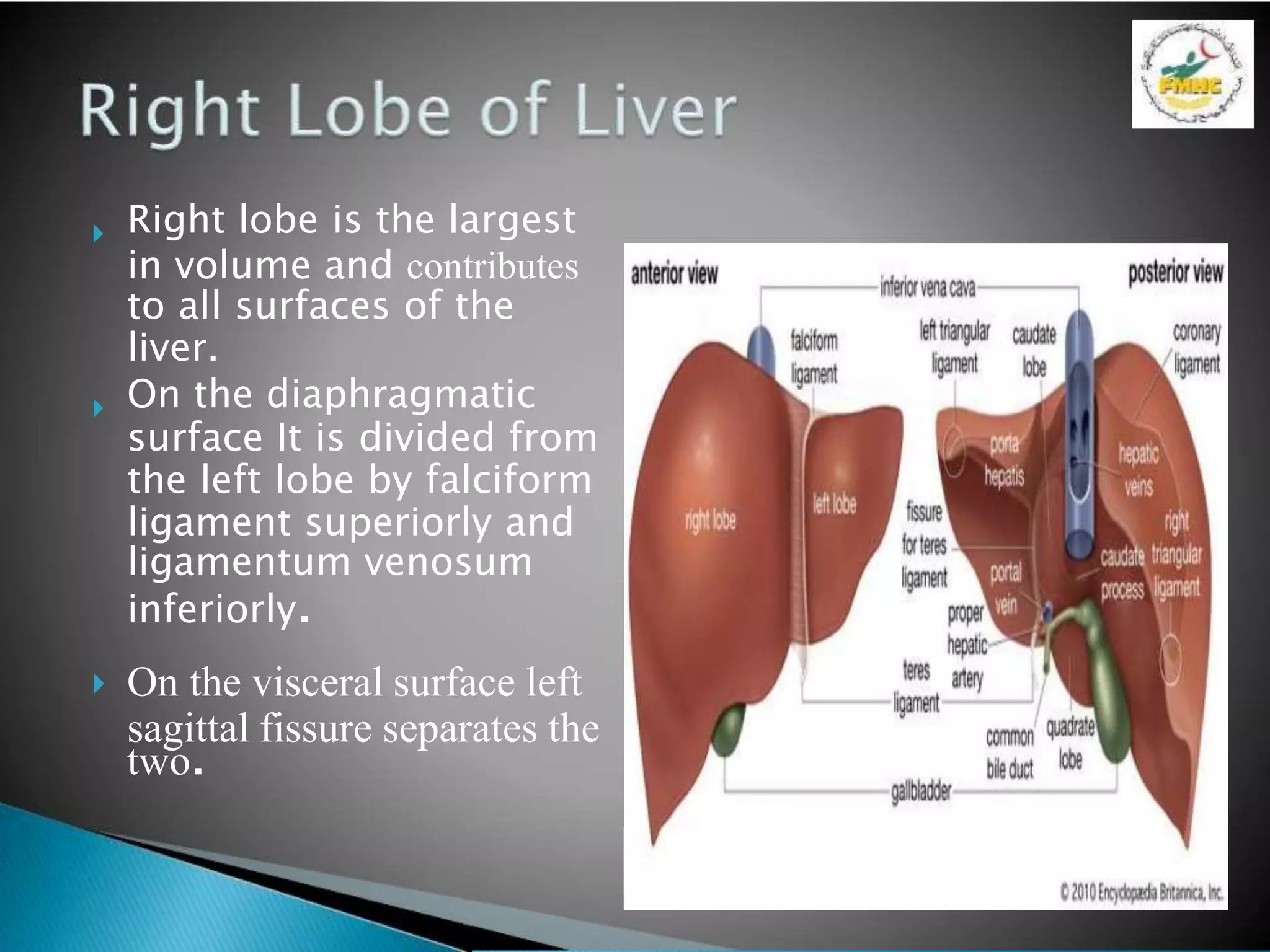 anatomy of liver | PPTX
