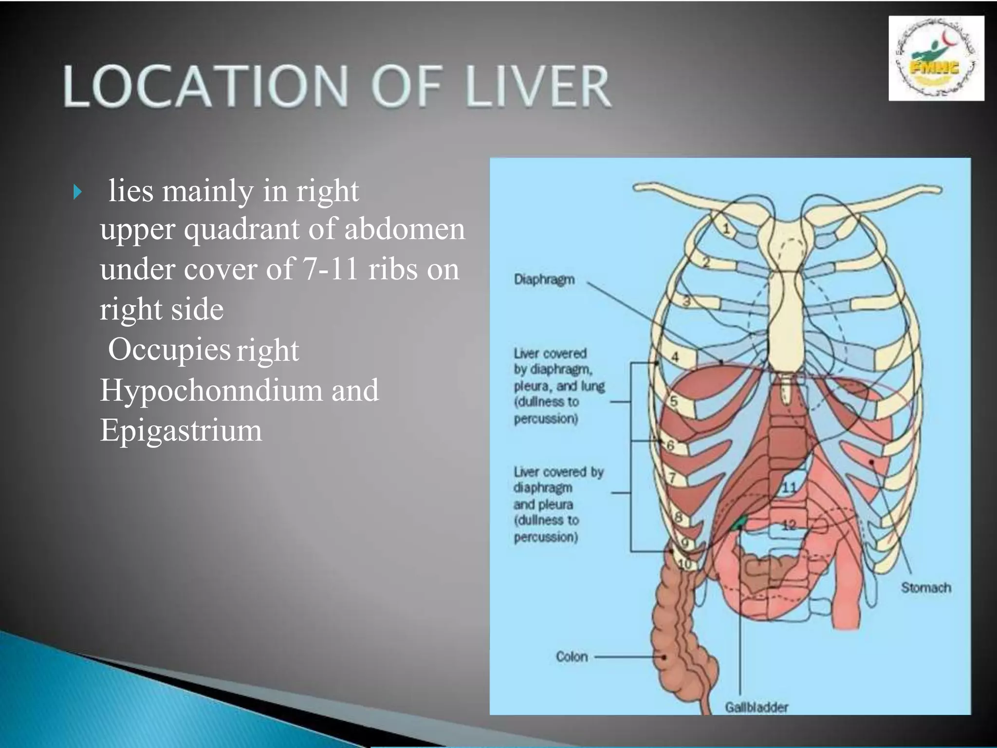 anatomy of liver | PPTX