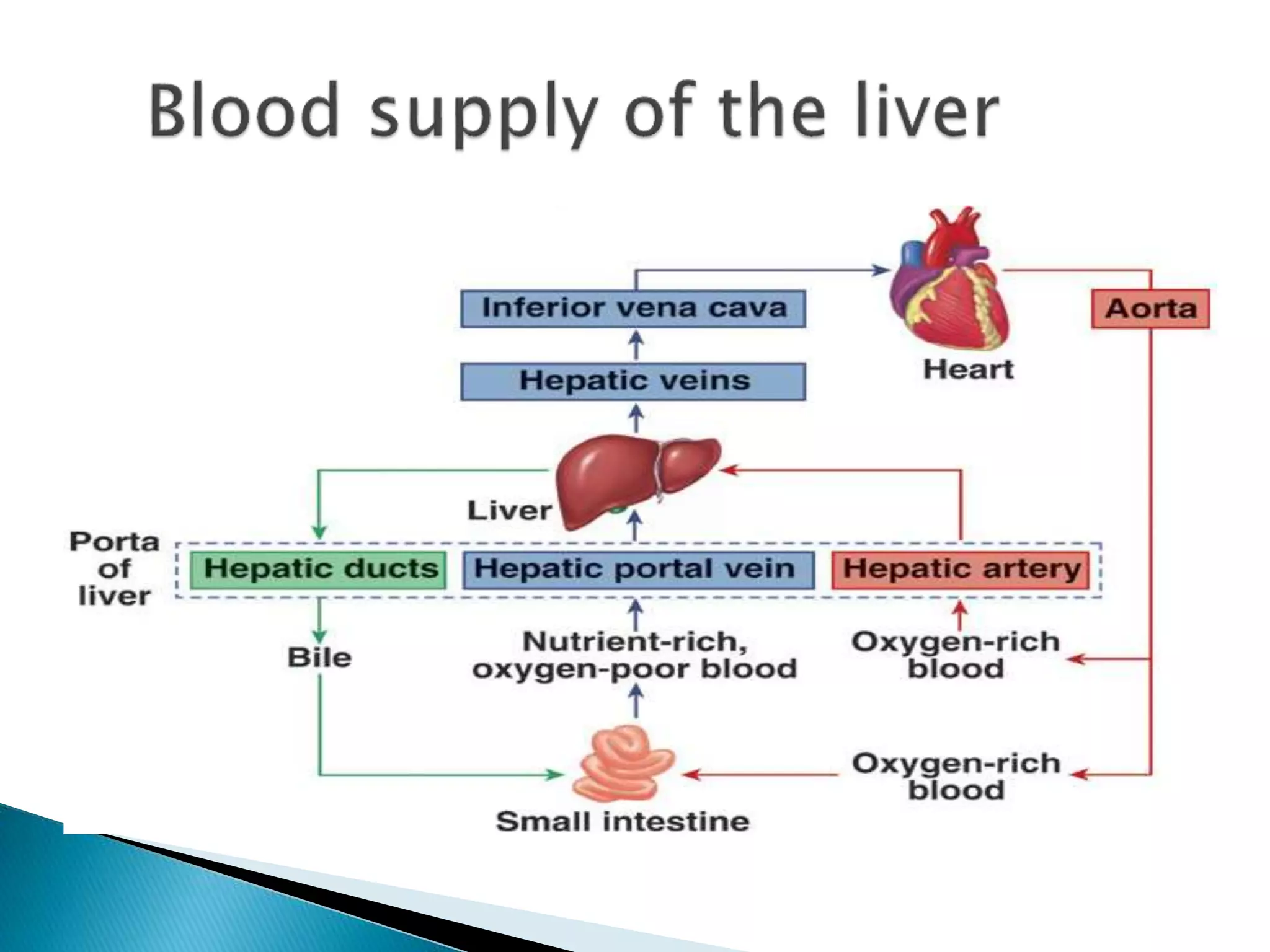 anatomy of liver | PPTX