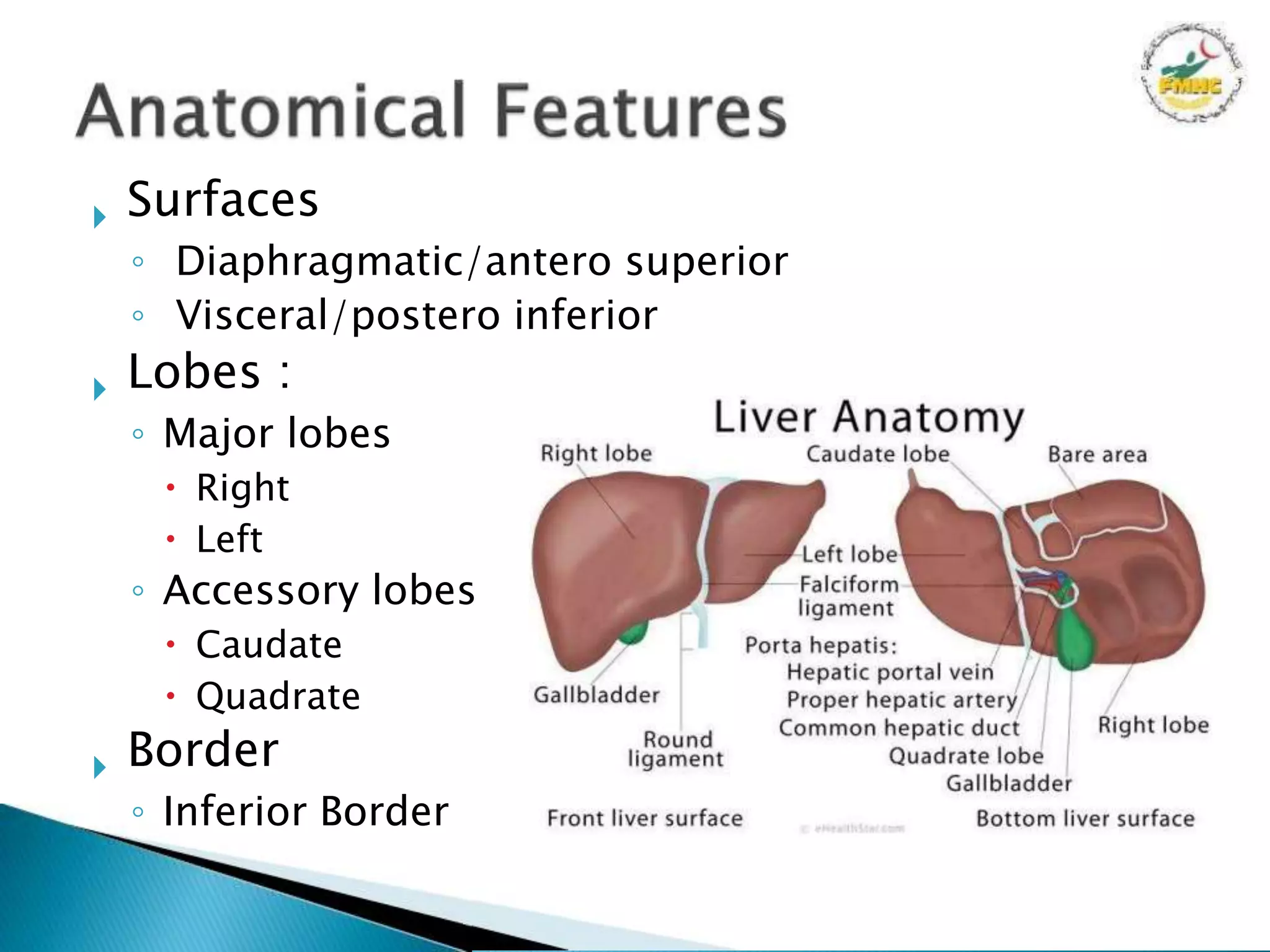 anatomy of liver | PPTX