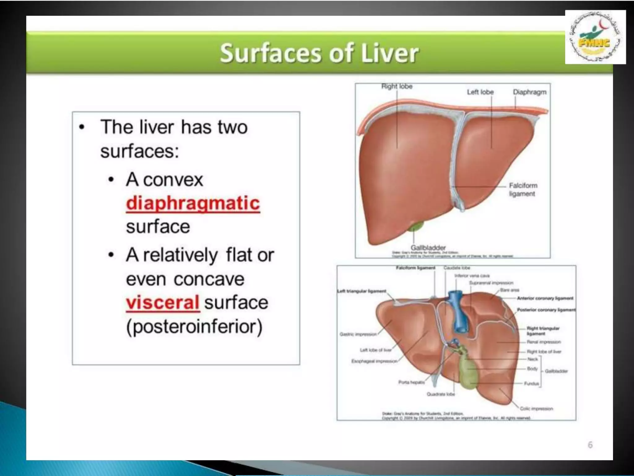 anatomy of liver | PPTX