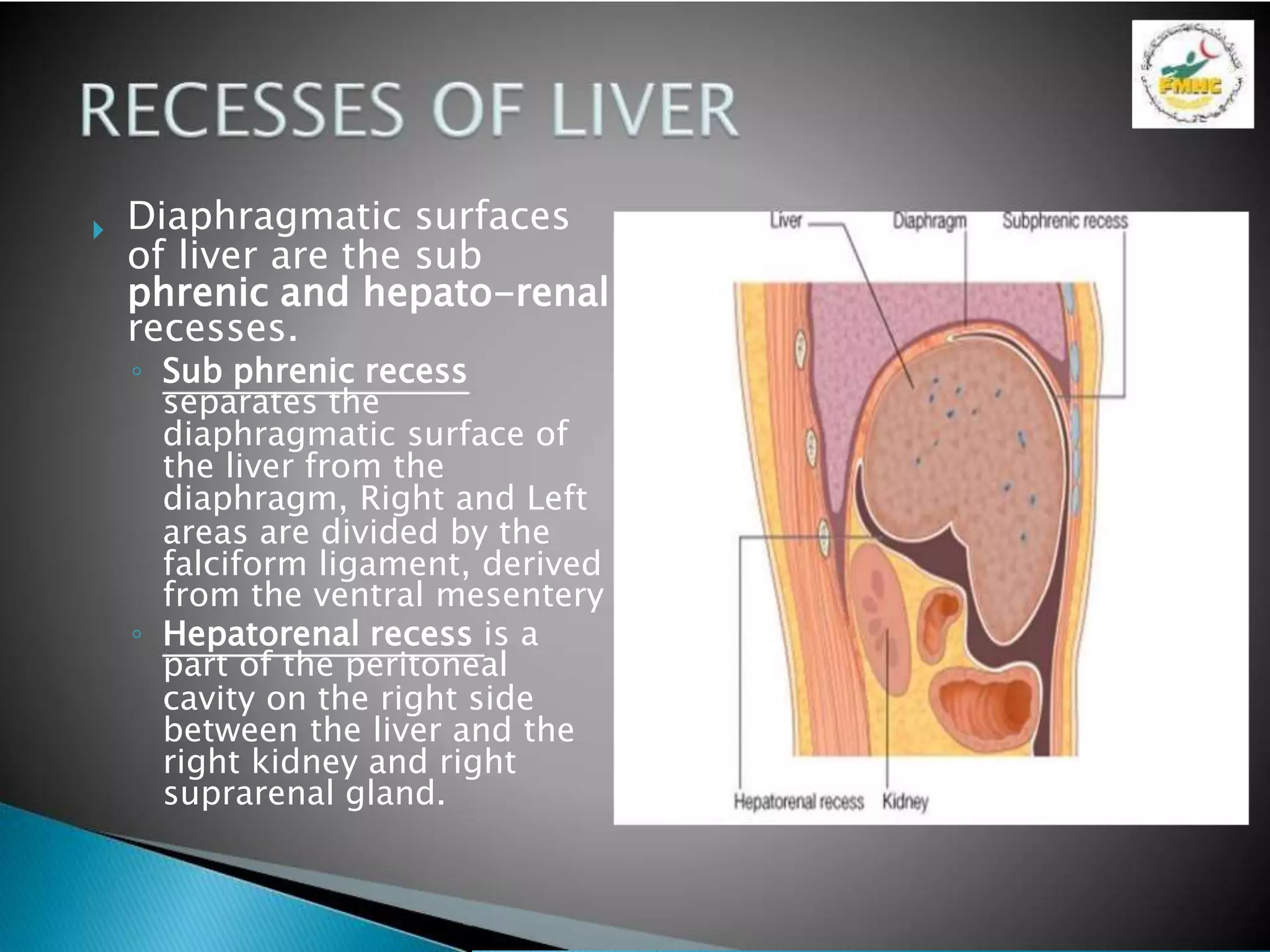 anatomy of liver | PPTX