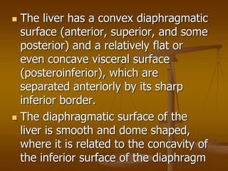 Liveranatomy 190526194654 (1) | PDF