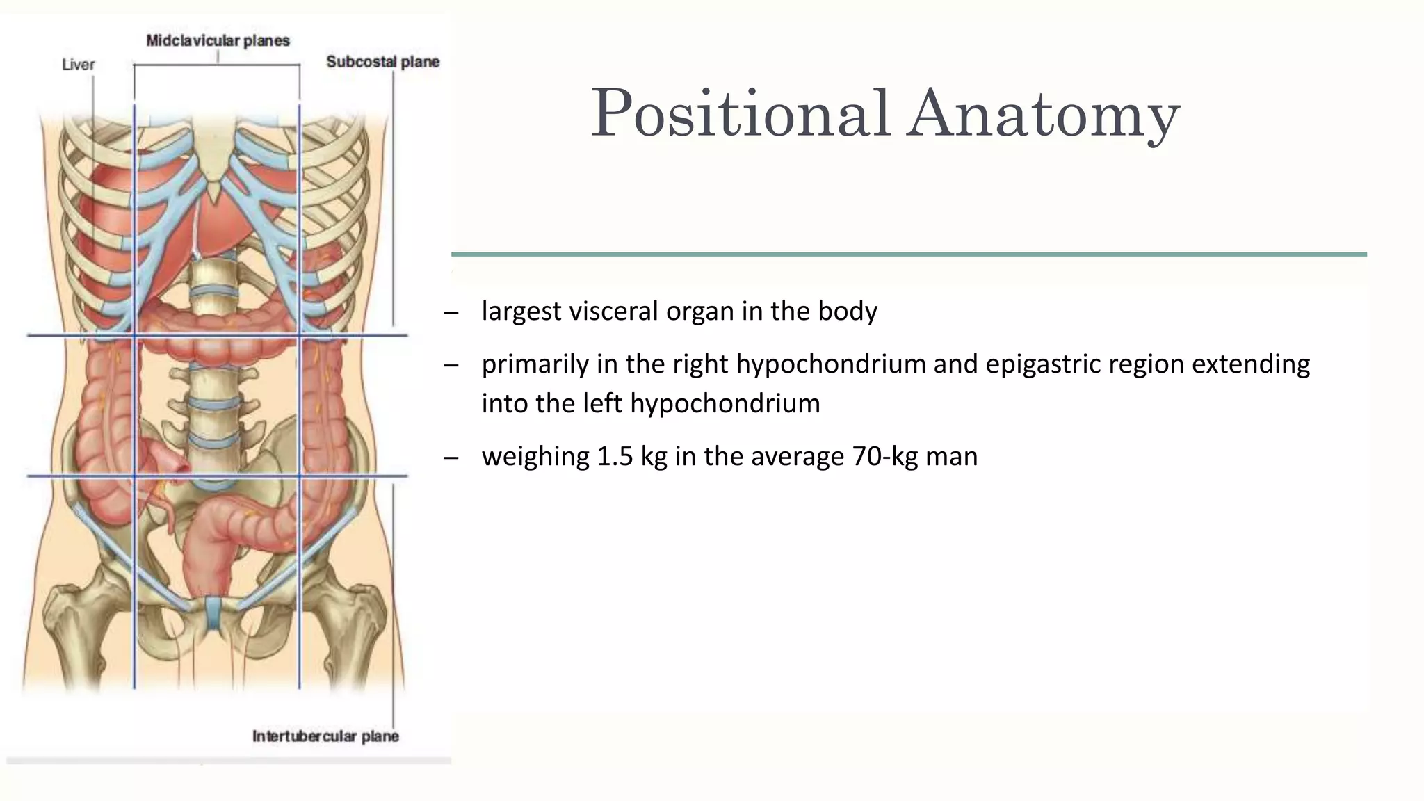 Liver anatomy | PPTX