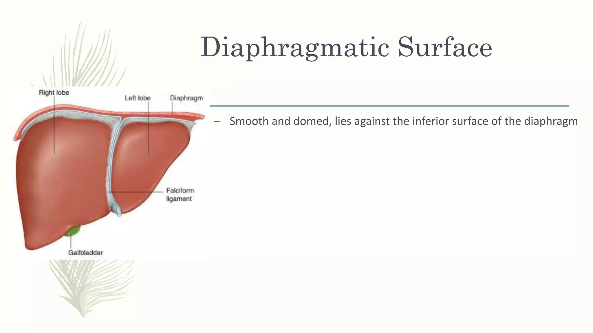 Liver anatomy | PPTX