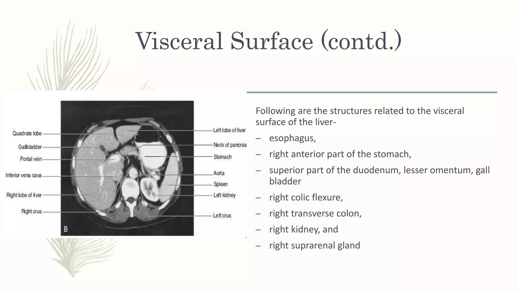 Liver anatomy | PPTX