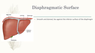 Liver anatomy | PPTX