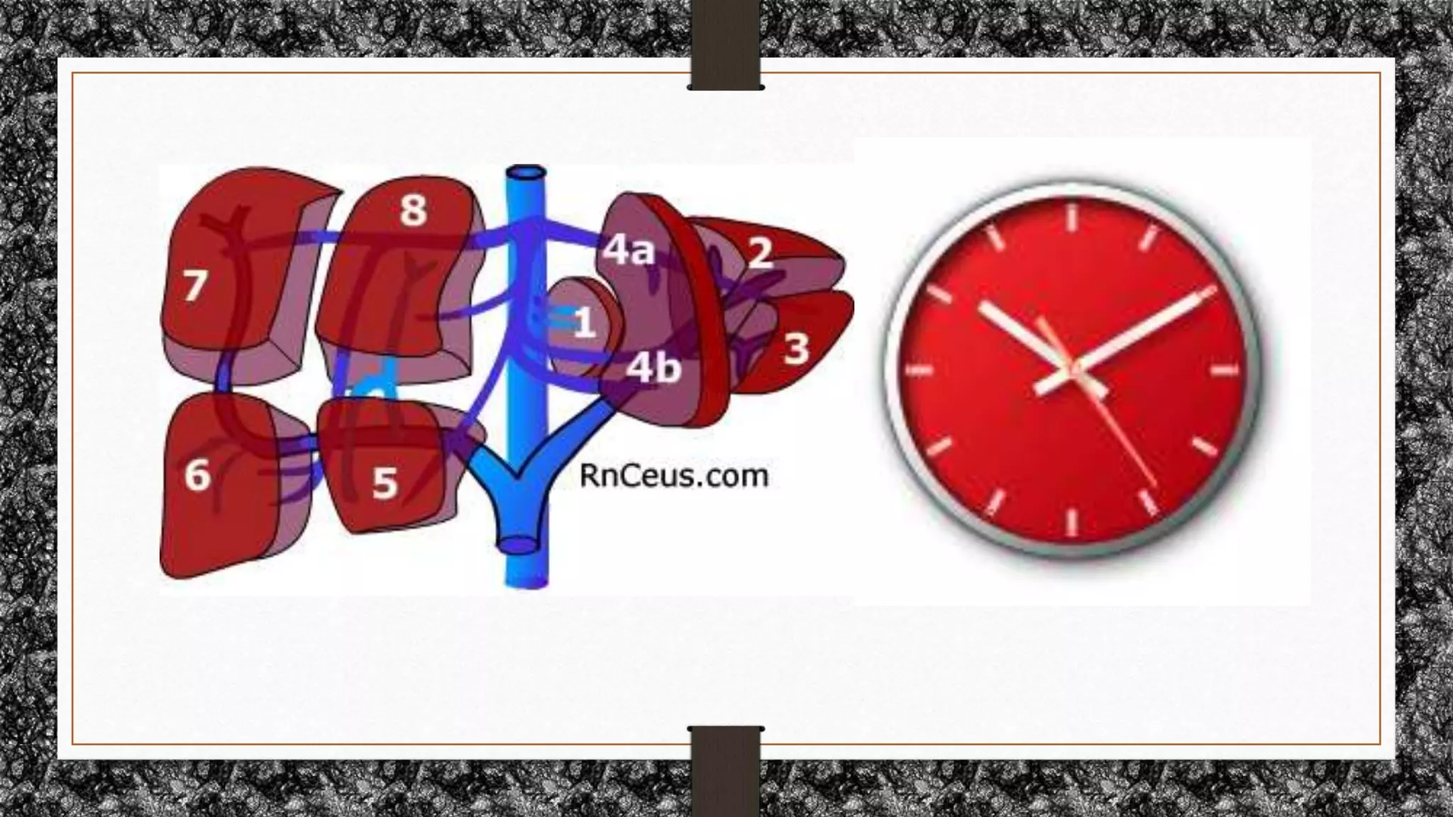Liver anatomy | PDF