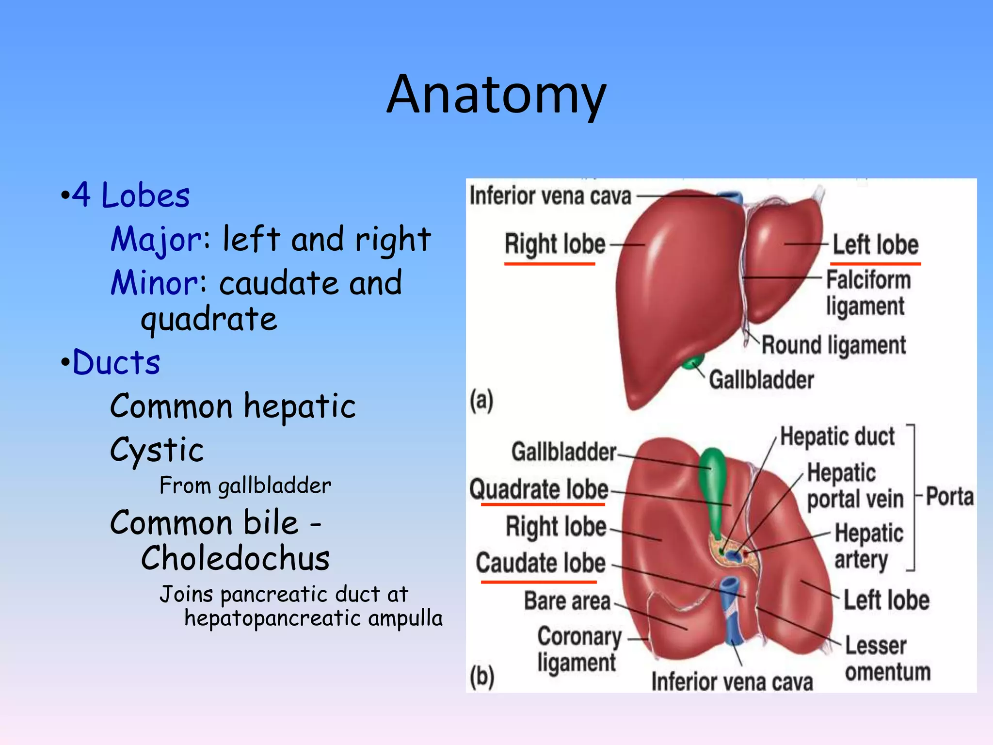 liver anatomy.ppt | Endocrine and Metabolic Diseases | Diseases and ...