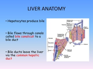 liver anatomy.ppt
