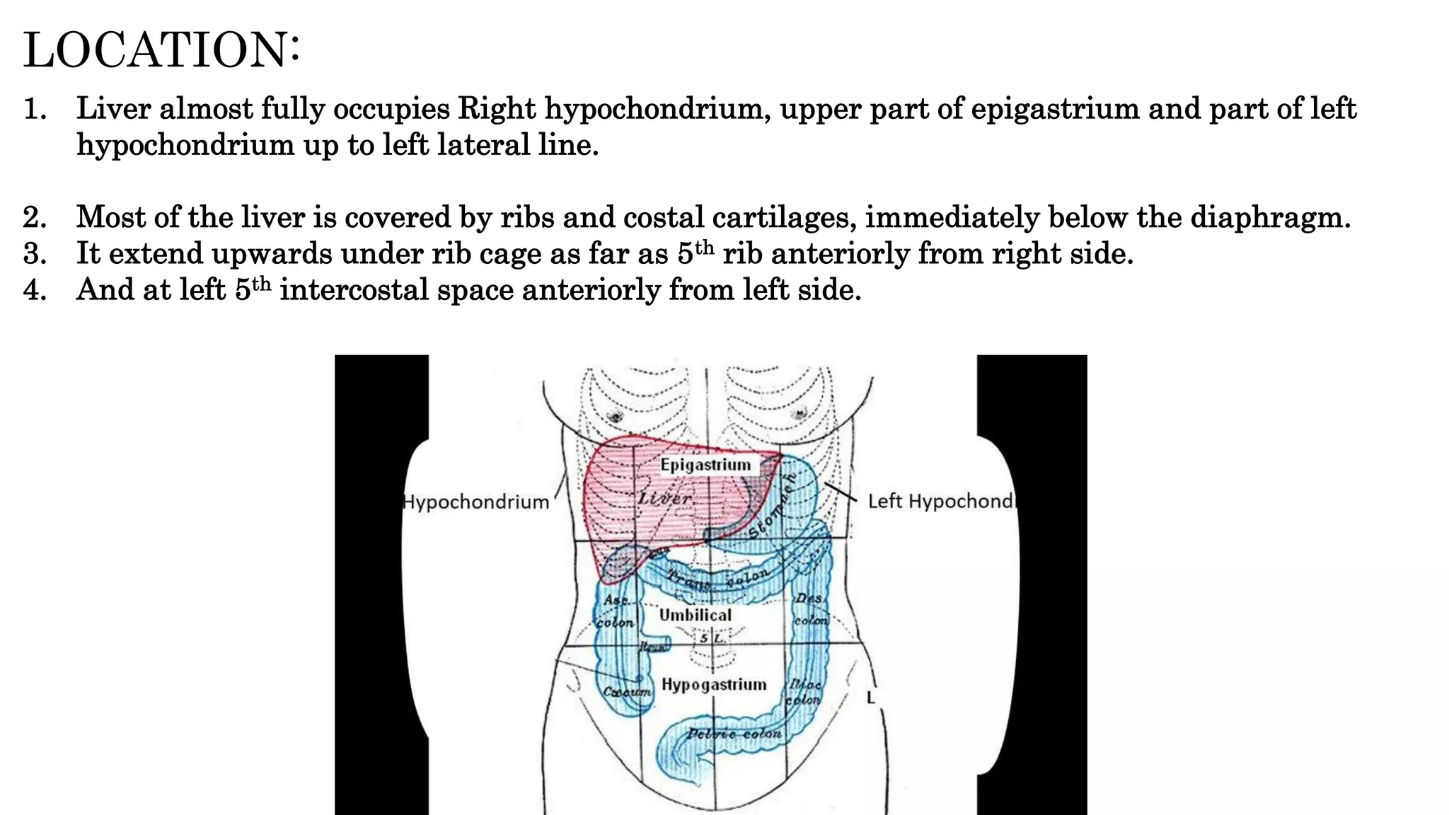 LIVER ANATOMY.pptx