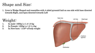 LIVER ANATOMY.pptx