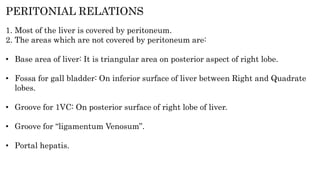 LIVER ANATOMY.pptx