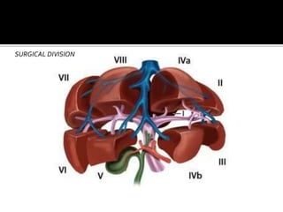 LIVER ANATOMY.pptx