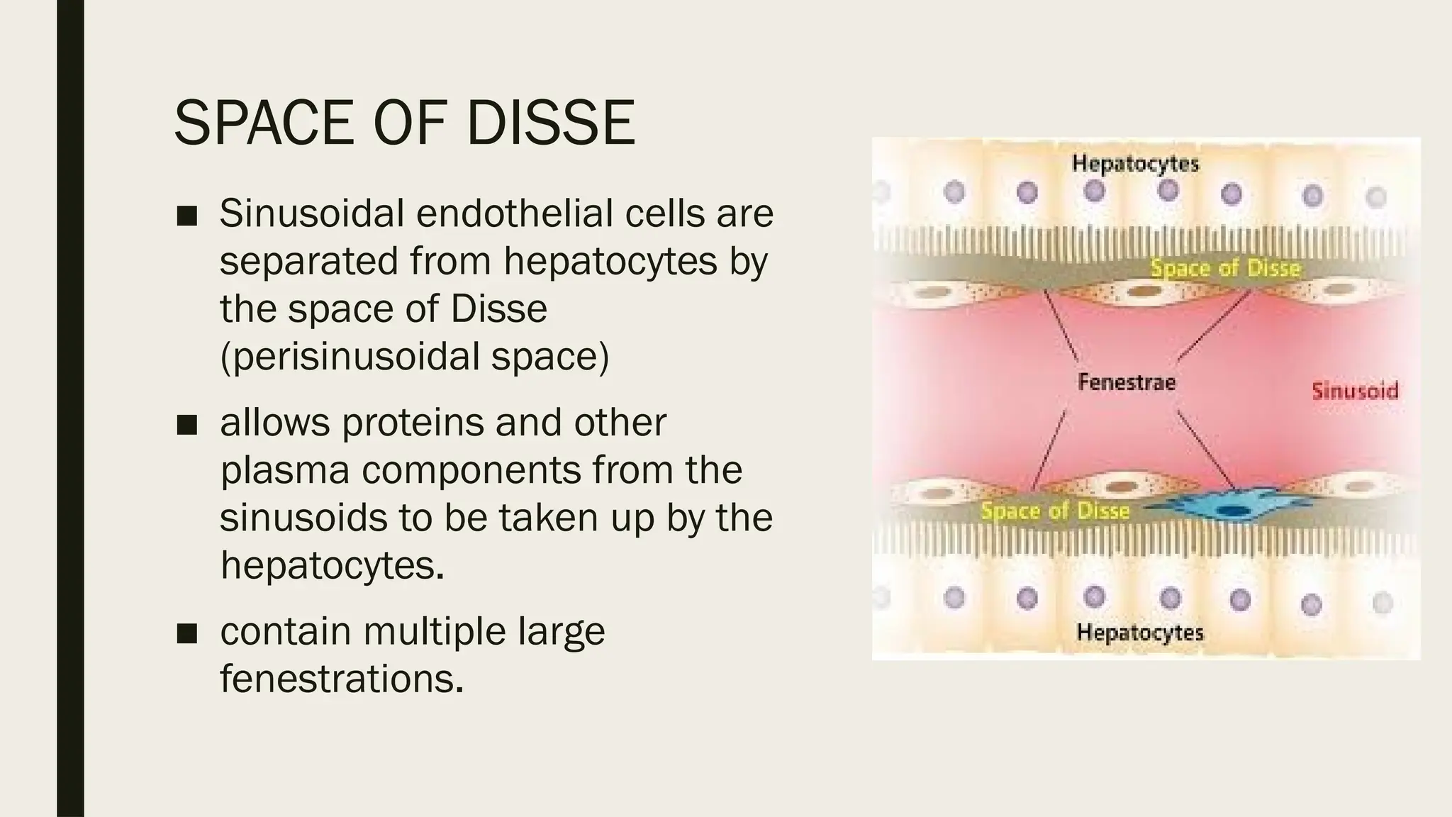 Anatomy of liver and biliary tree with its surgical importance.pptx