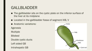 Anatomy of liver and biliary tree with its surgical importance.pptx