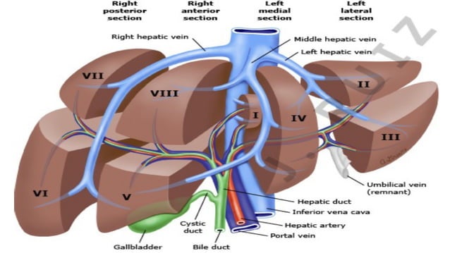 liver anatomy with picture slideshowssss | PPT