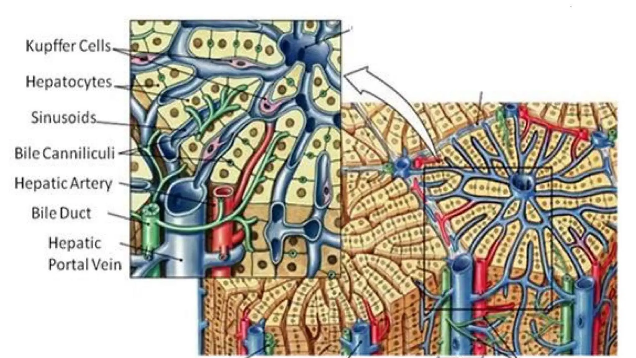 anatomy slides for the liver and relations | PPTX