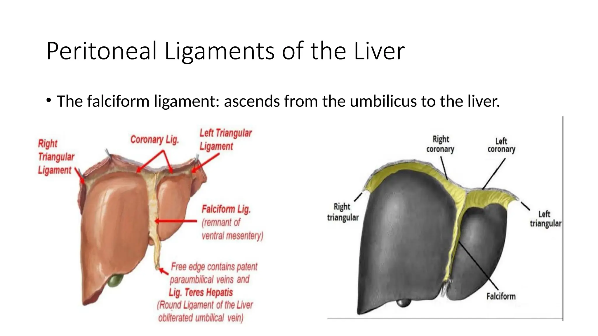 anatomy slides for the liver and relations | PPTX