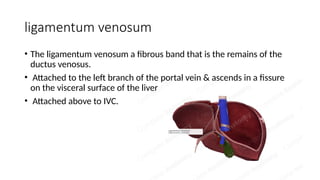 anatomy slides for the liver and relations | PPTX
