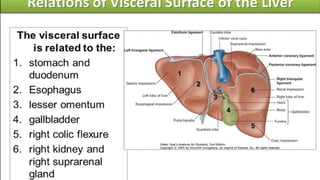 anatomy slides for the liver and relations | PPTX