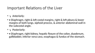 anatomy slides for the liver and relations | PPTX