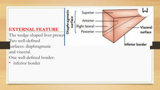 liver anatomy with clinical significance | PPTX